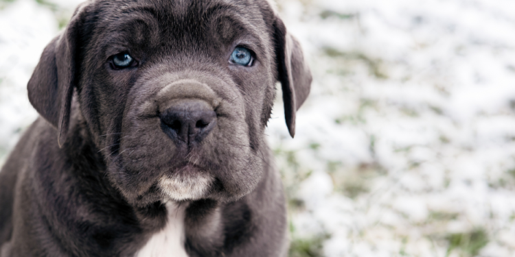 Cane Corso es la raza de perro más popular en San Diego - KSDY Canal 50 ...