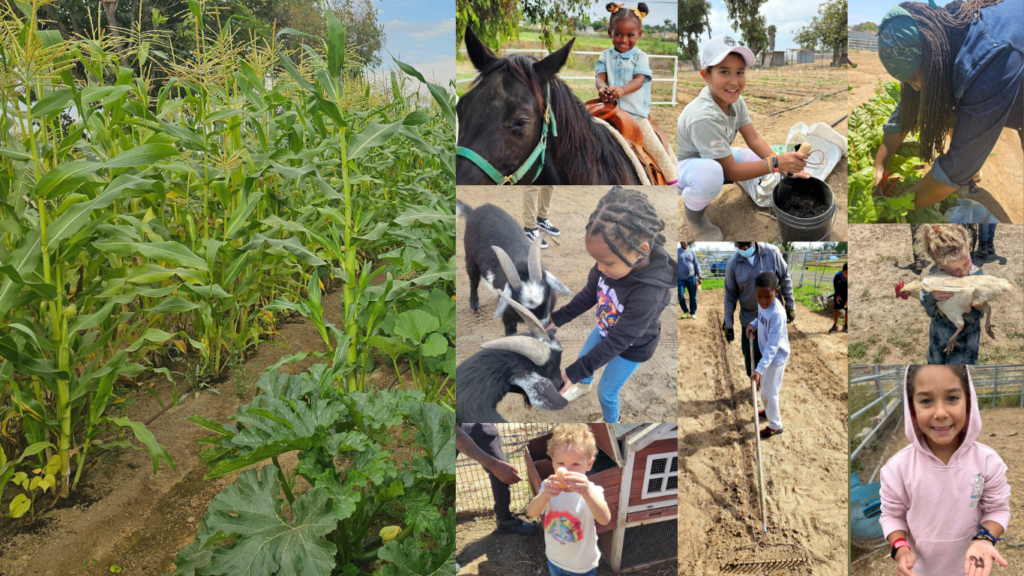 La Historia de S&S Friendly Ranch - KSDY Canal 50 San Diego