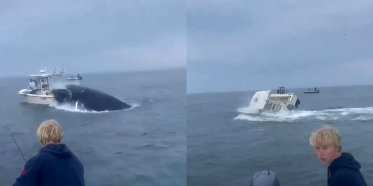 Ballena ataca bote de pescadores en Portsmouth - KSDY Canal 50 San Diego