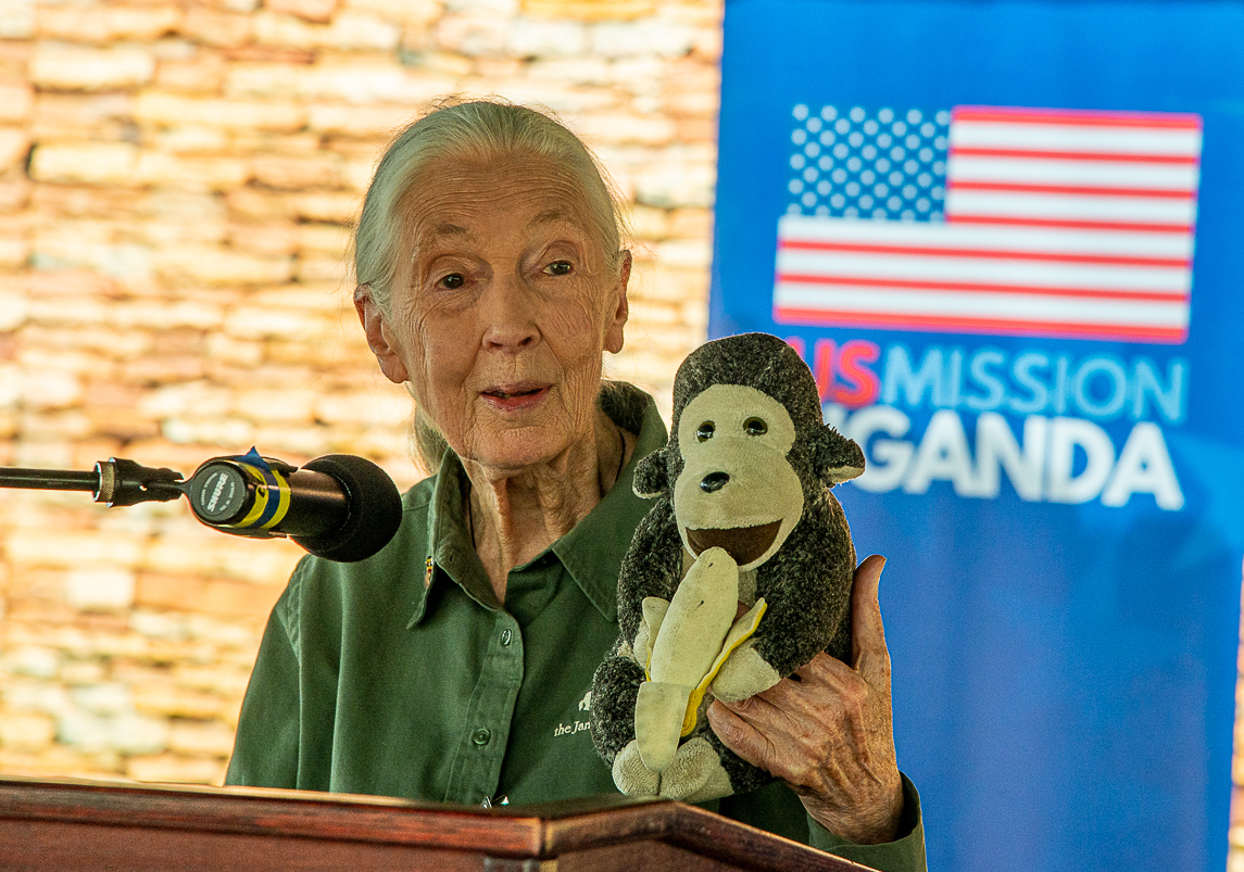 Fallece Jane Goodall, pionera de la investigación con chimpancés, a los ...